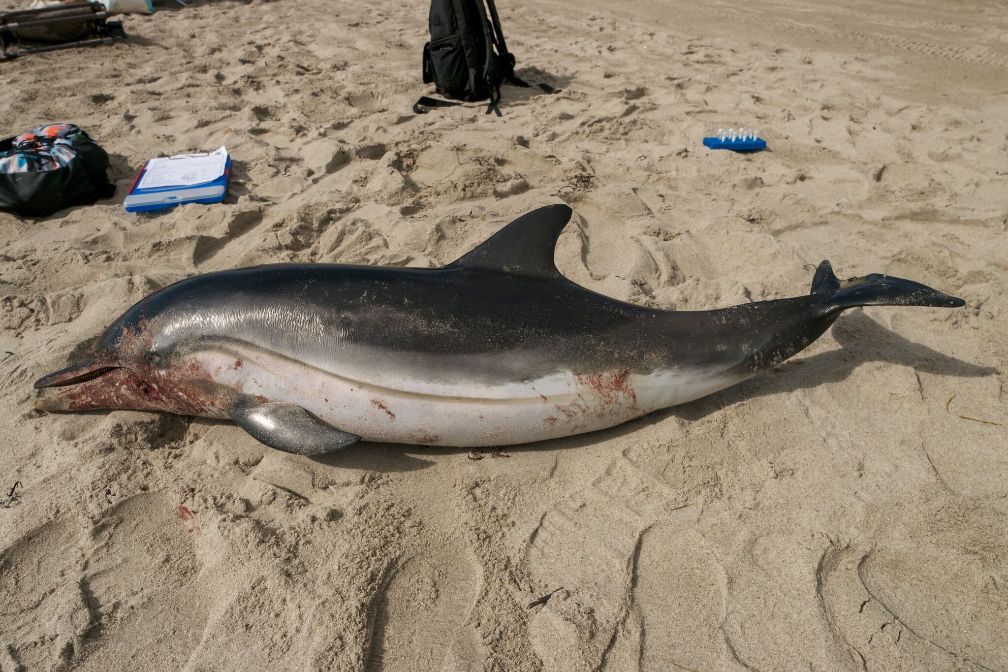 Beached Dolphin