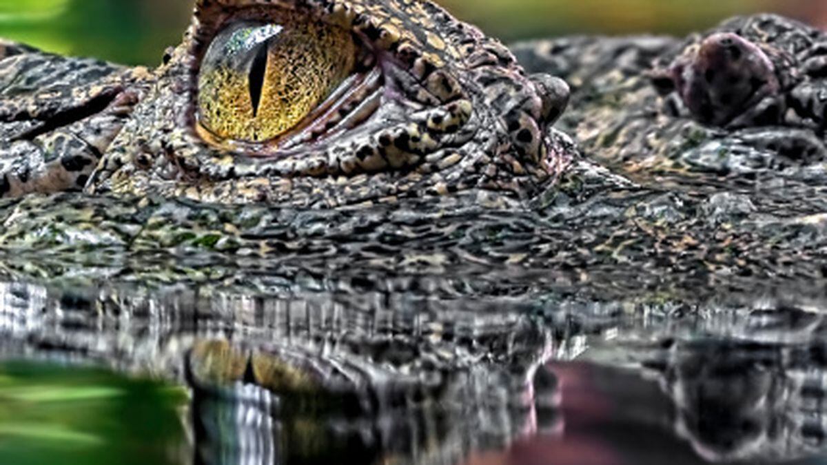 Woman bitten by crocodile while trying to take selfie with it