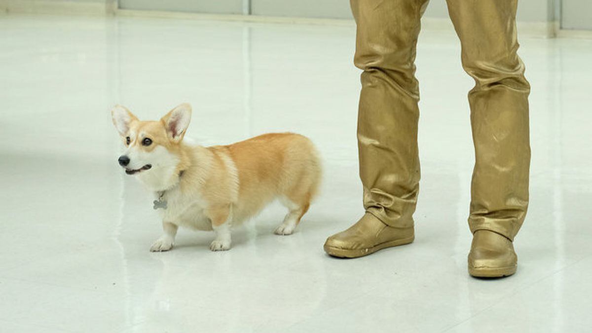Dog who played 'Cheddar' on 'Brooklyn Nine-Nine' dies at 13