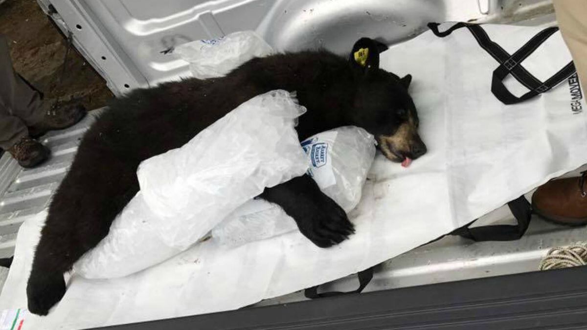 Little bear captured in Lawrence