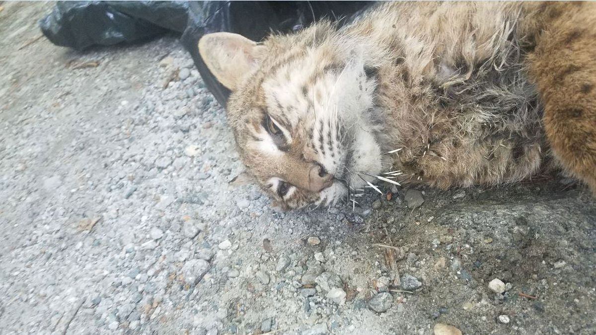 80-year-old woman attacked by bobcat in New Hampshire