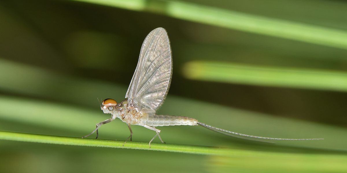 WATCH: Mayflies swarm Iowa parking lot, cars in nightmare-inducing ...