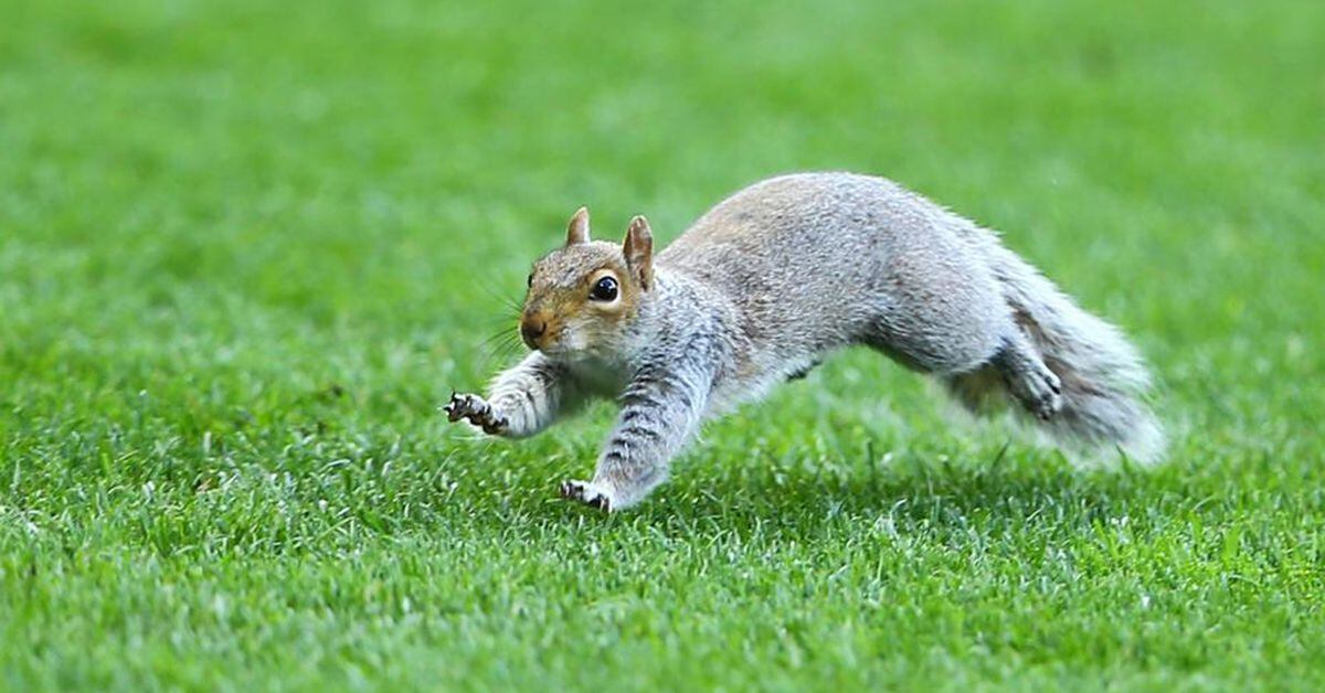 6 baby squirrels rescued after getting tails stuck together in Nebraska