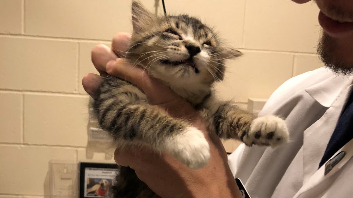 Kittens born without eyelids getting sight-saving surgery