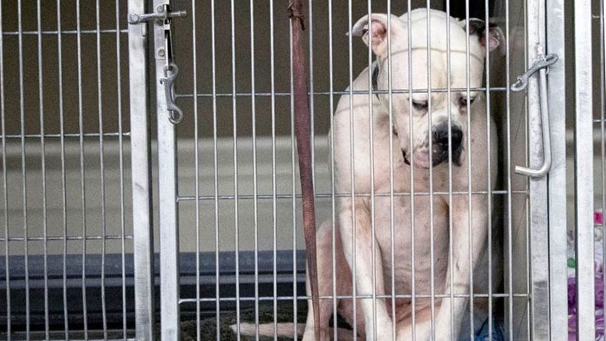 Heartbreaking photo of dog after being surrendered to shelter goes viral
