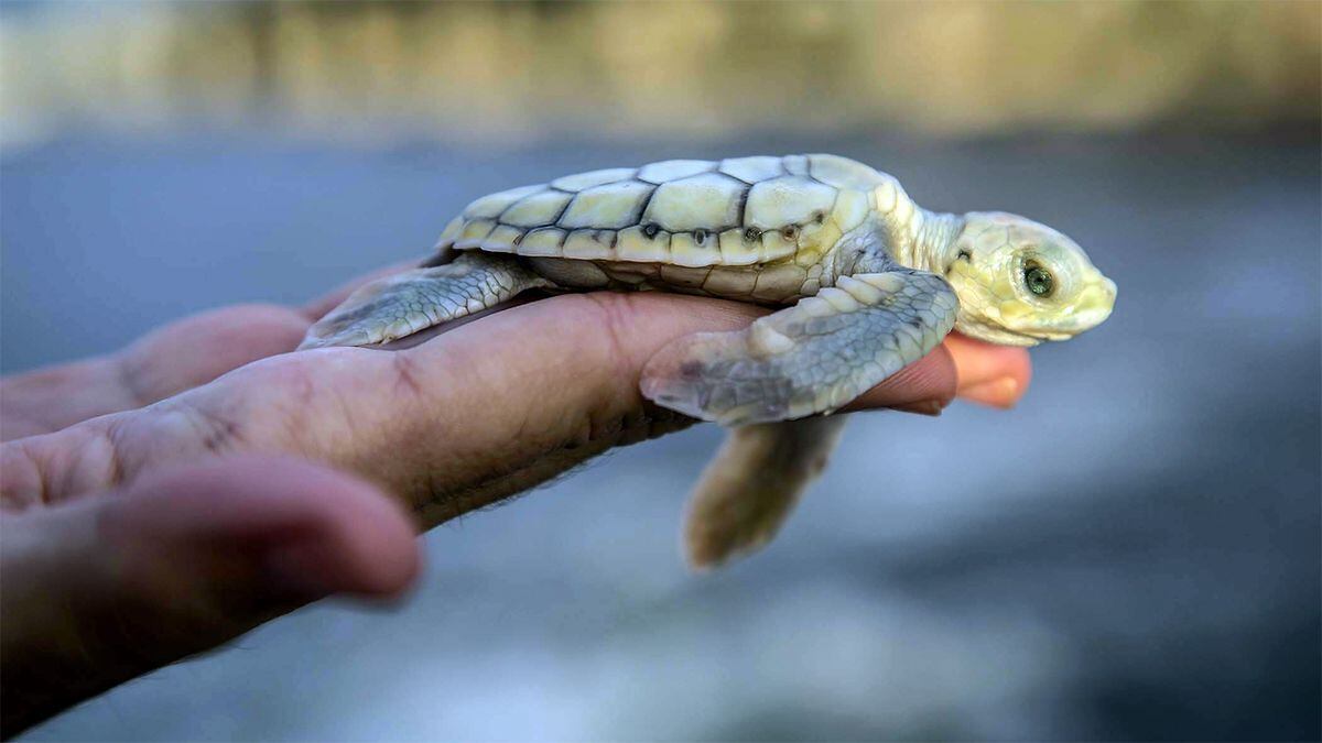 Rare albino baby turtle found hatched on beach