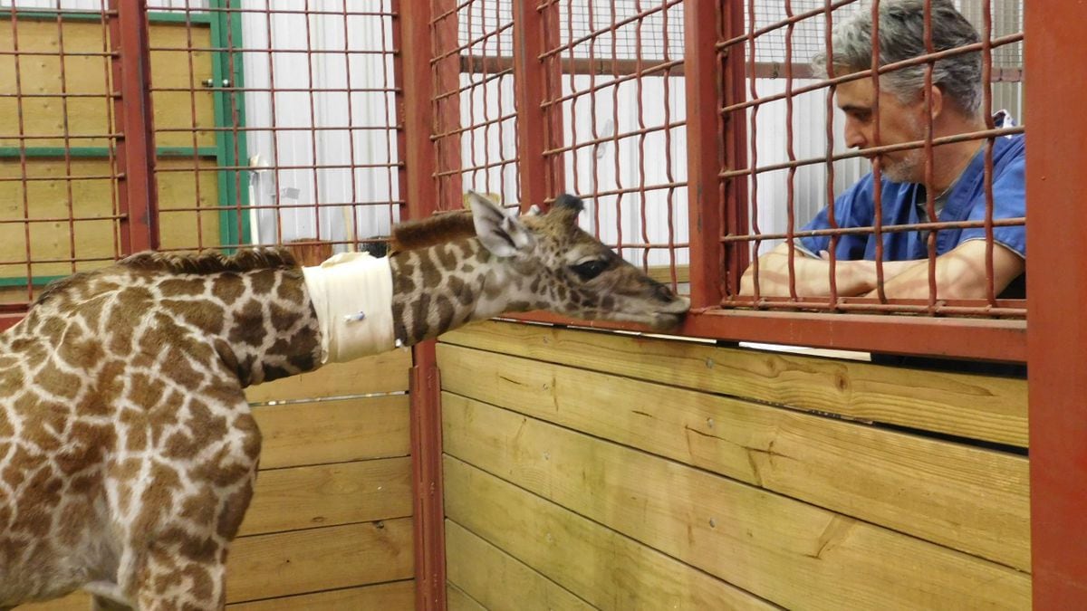 Franklin Park Zoo's sick baby giraffe improving