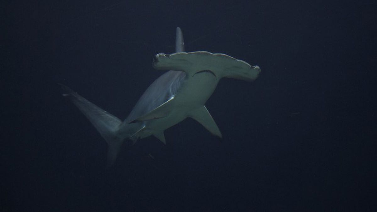 #Sharkbae: Florida fisherman lands hammerhead, gets attention for abs