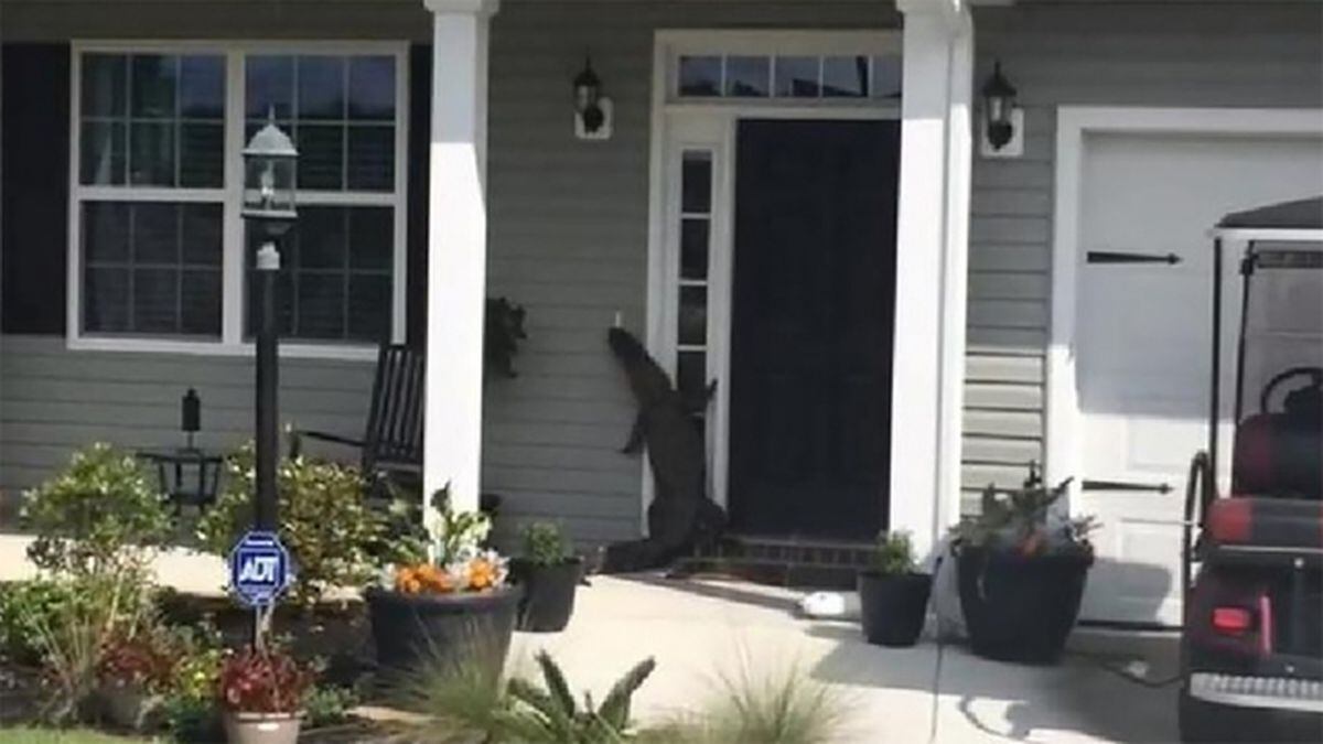 Alligator climbs front door of South Carolina home