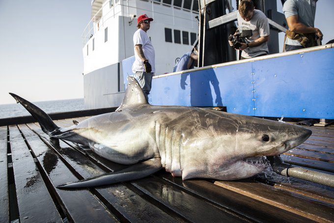 Great White Shark Size Comparison To Bus