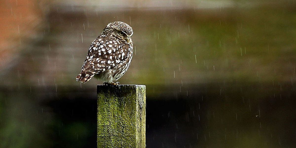 Obese owl released back into the wild after becoming too fat to fly